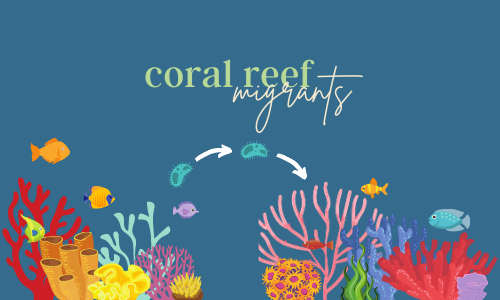 Under threat of climate change, coral reefs work diligently to survive ...